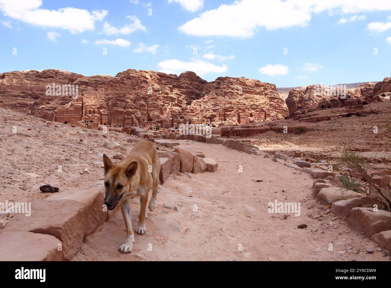 cute stray dog at the area of Wadi Musa, Petra in Jordan Stock Photo ...