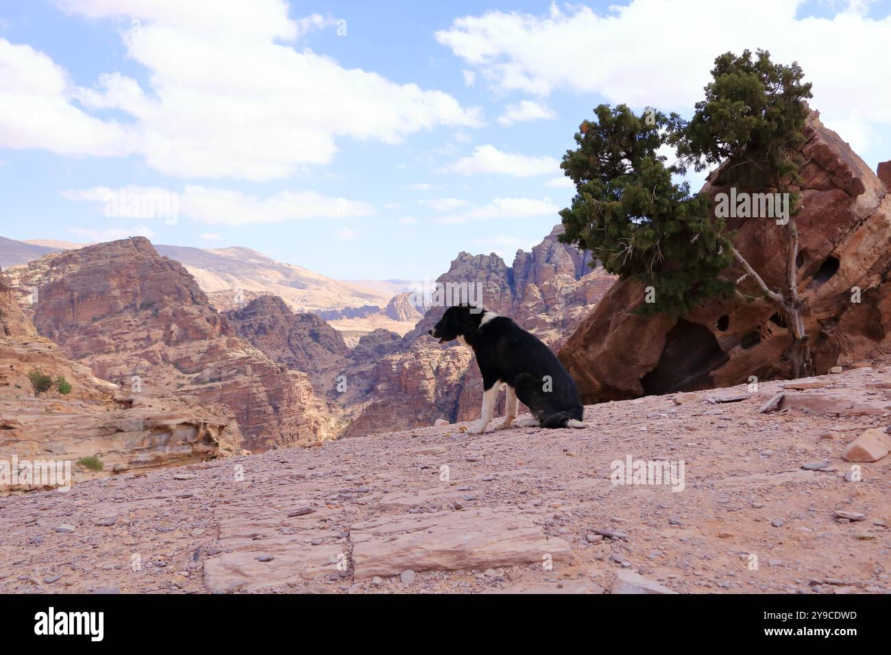 cute stray dog at the area of Wadi Musa, Petra in Jordan Stock Photo ...