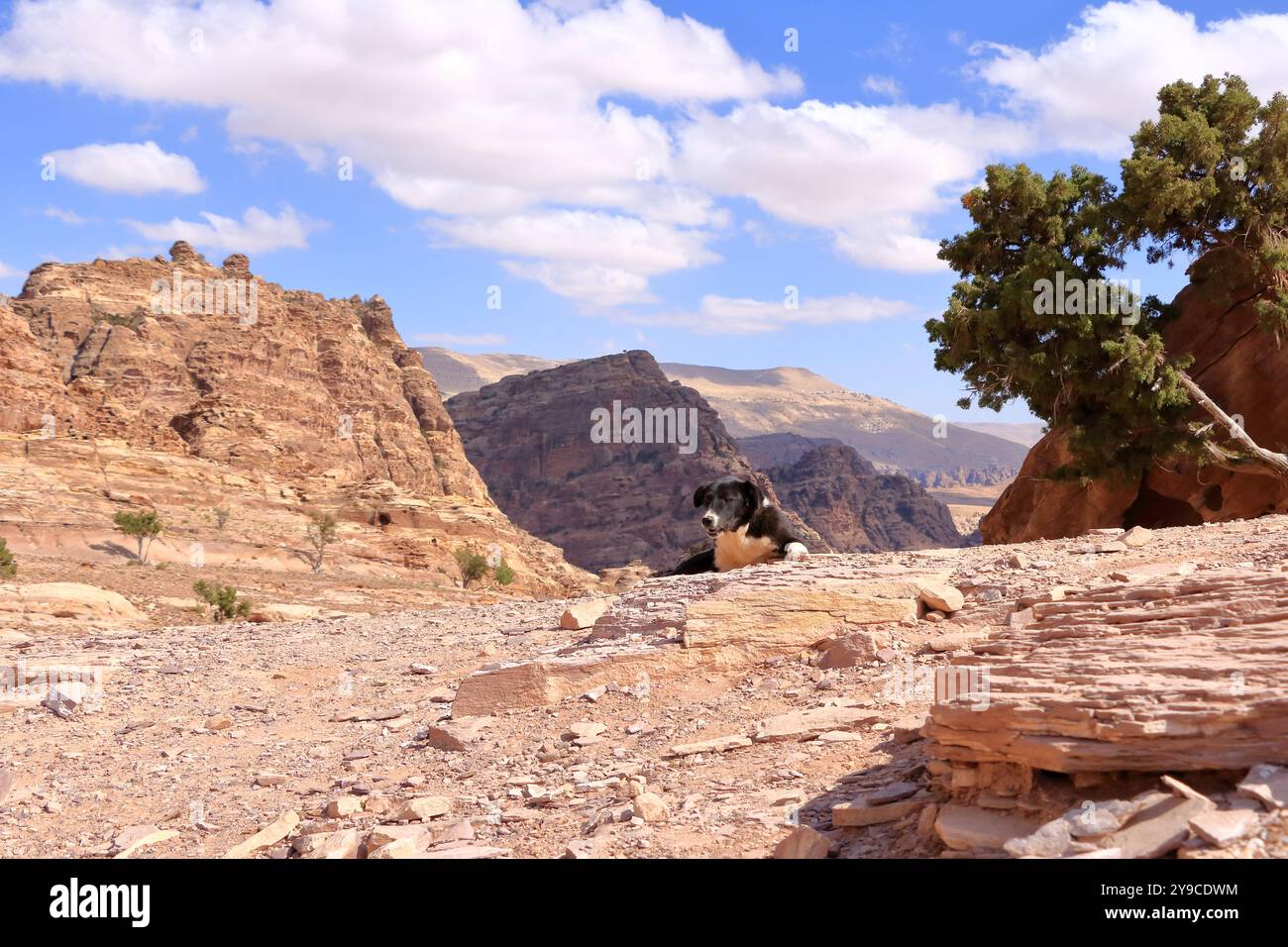 cute stray dog at the area of Wadi Musa, Petra in Jordan Stock Photo ...