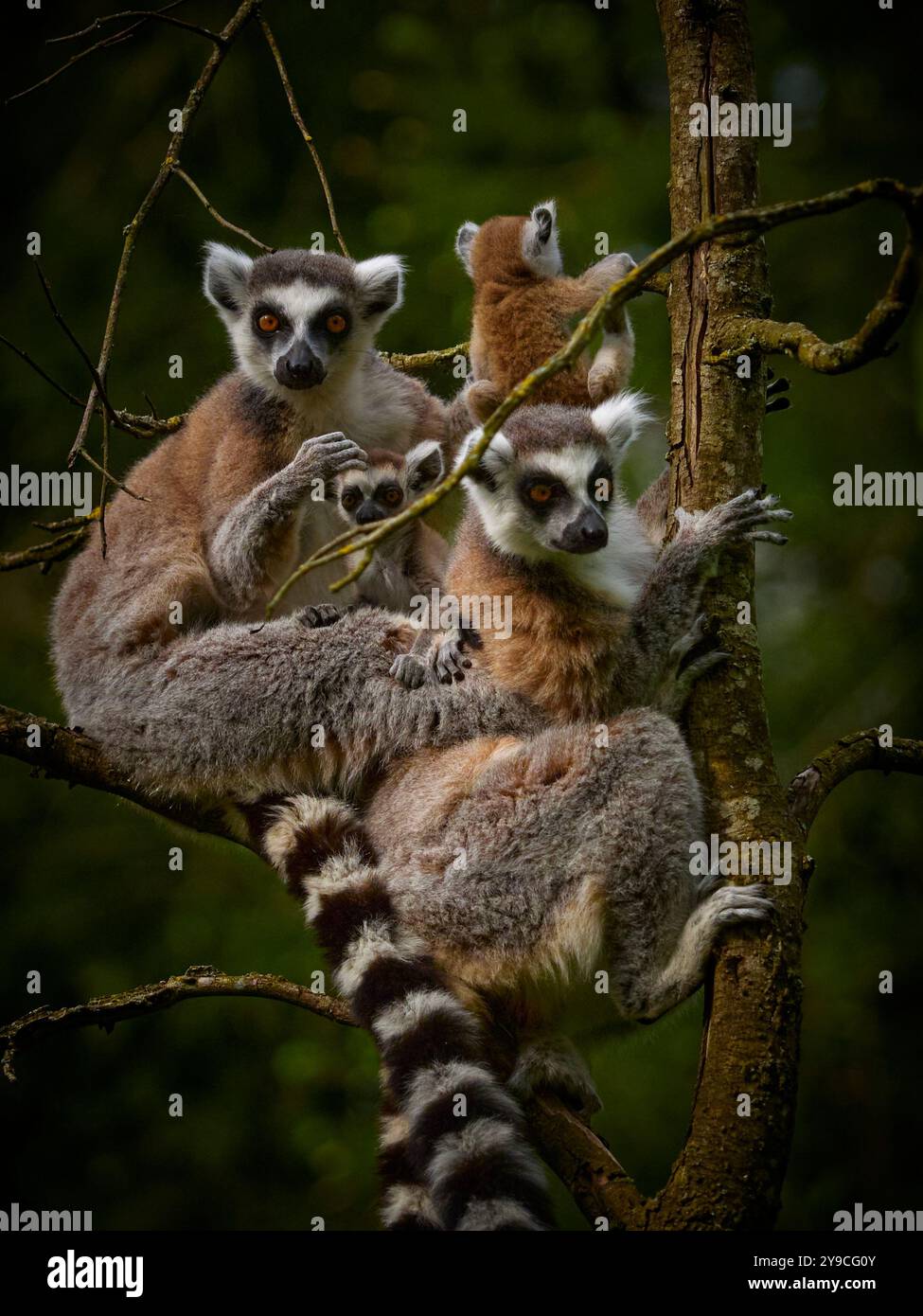 Popular animals of monkey species. Black and white animal. Group of ...