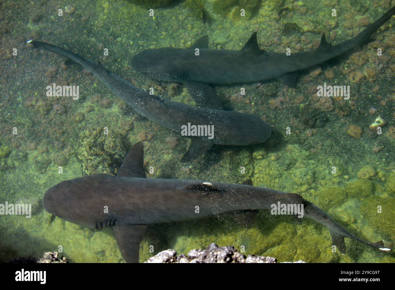 Riffhaie hi-res stock photography and images - Alamy