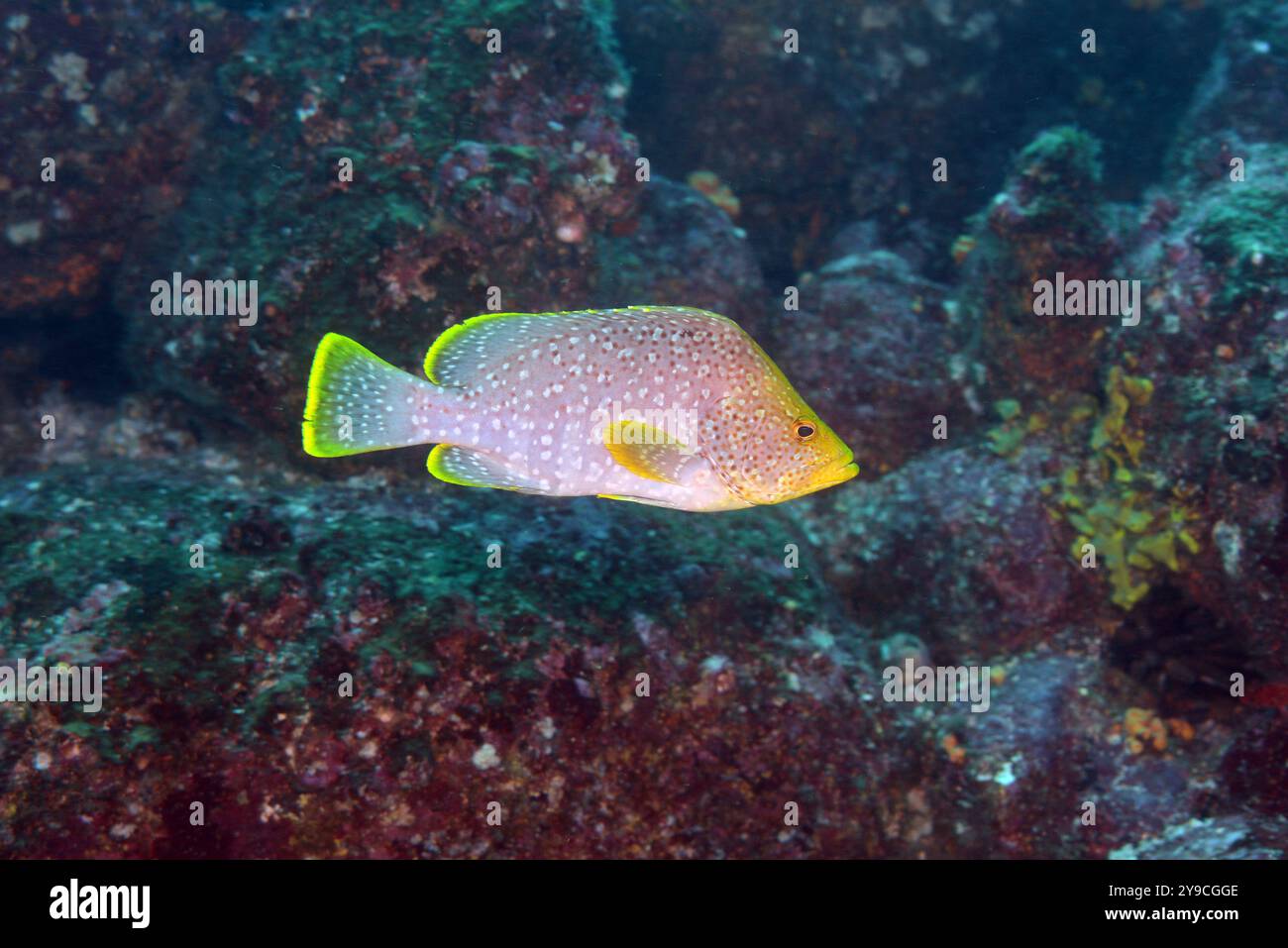 Zackenbarsch hi-res stock photography and images - Alamy