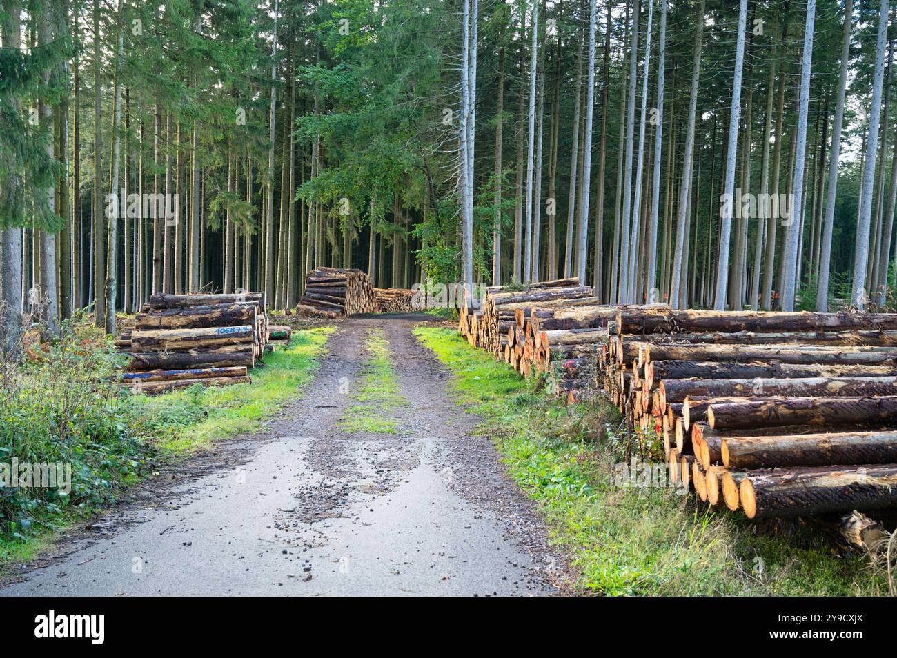 Chopped tree logs pilled up in the forest, lumber wood industry ...