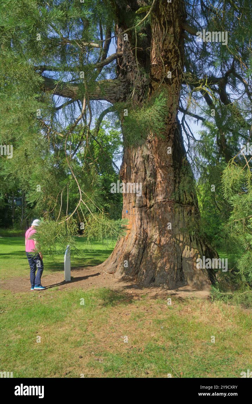 Visitor admiring Giant Redwood tree at Crathes, baronial, tower-house ...