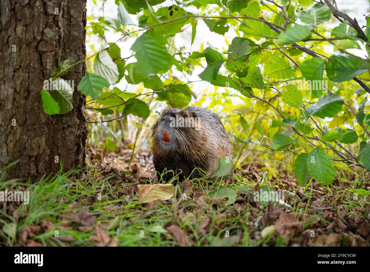 Nutria river rat, coypu herbivorous, semiaquatic rodent family ...