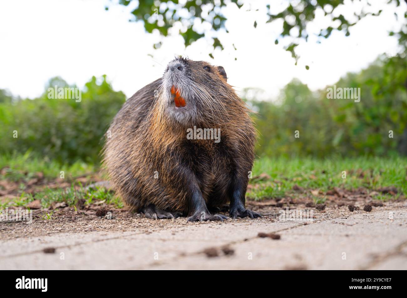 Nutria river rat, coypu herbivorous, semiaquatic rodent family ...