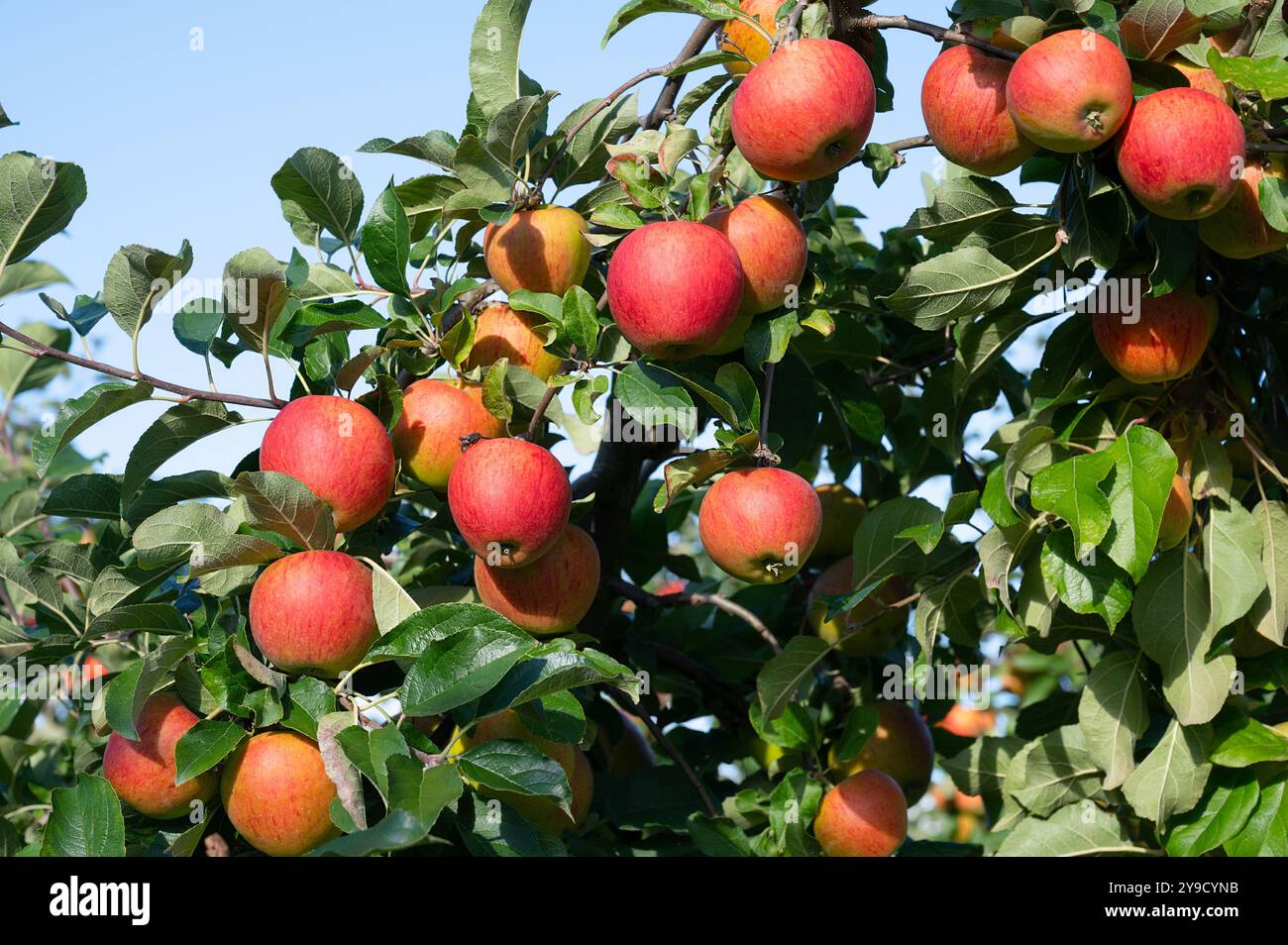 Ripe red apples growing on the tree, healthy fruits on platation ...