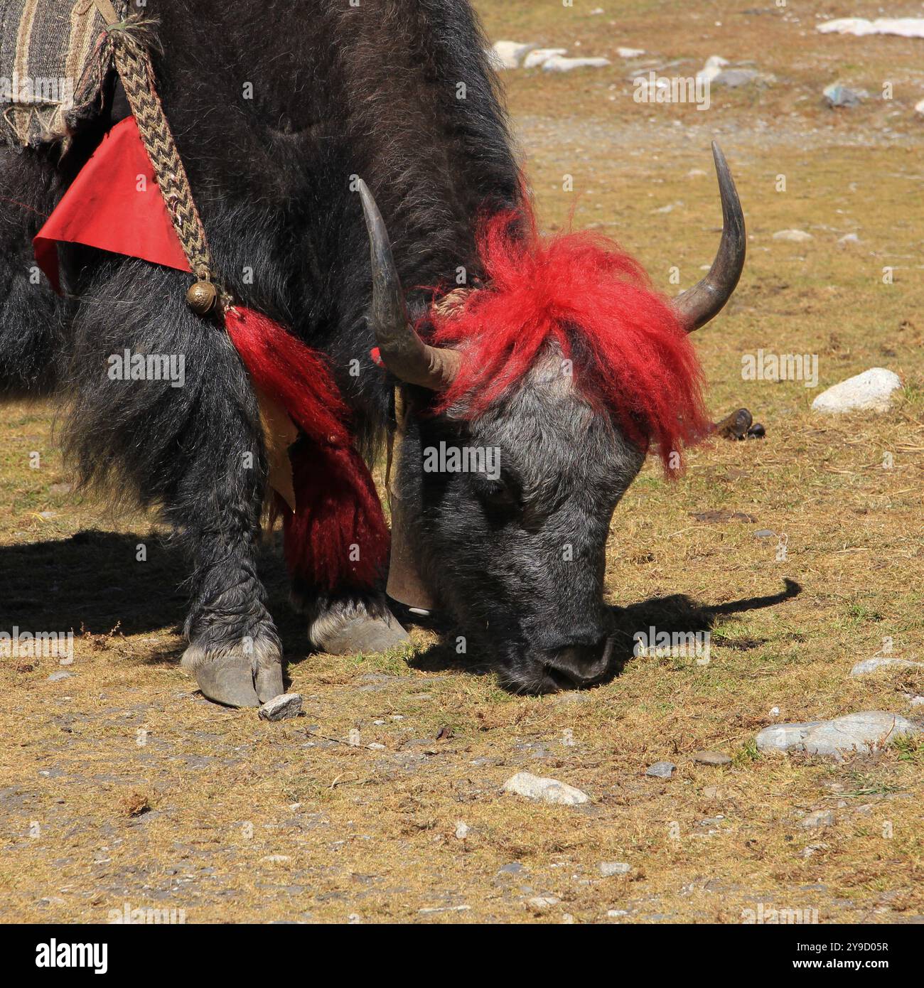 Head of a black yak in Gokyo, Nepal Stock Photo - Alamy