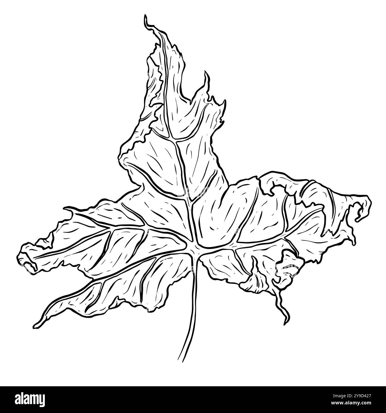 Autumn oak leaves vector Cut Out Stock Images & Pictures - Alamy