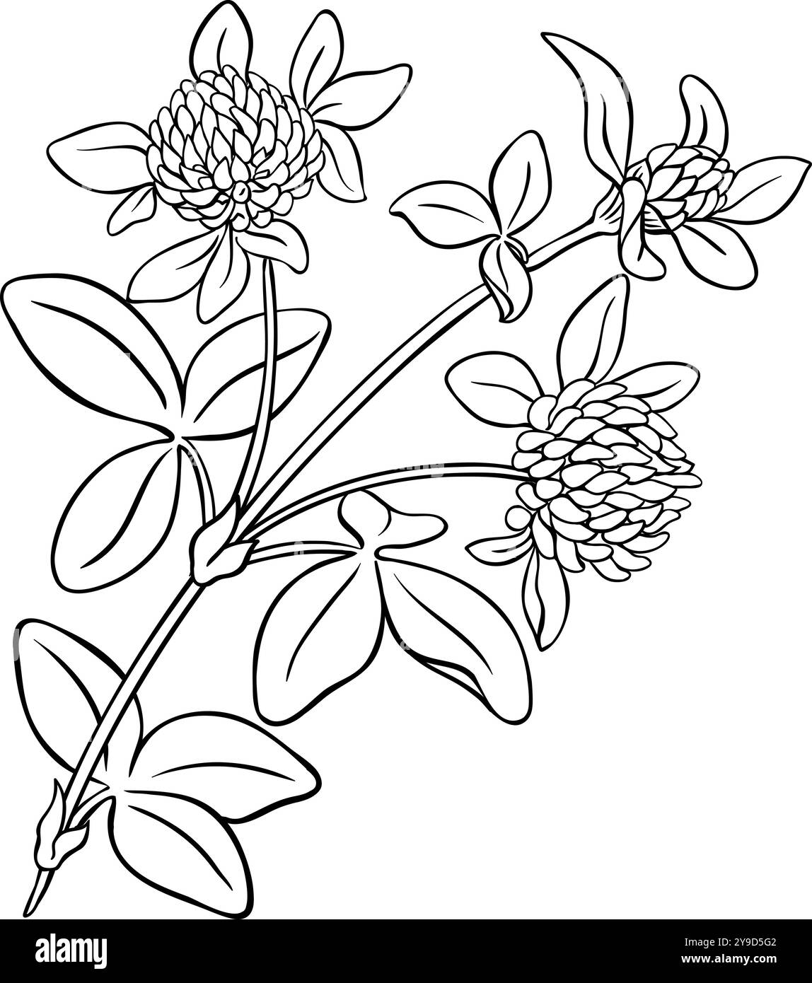Clover Plant with Flowers Outline Illustration Stock Vector Image & Art ...
