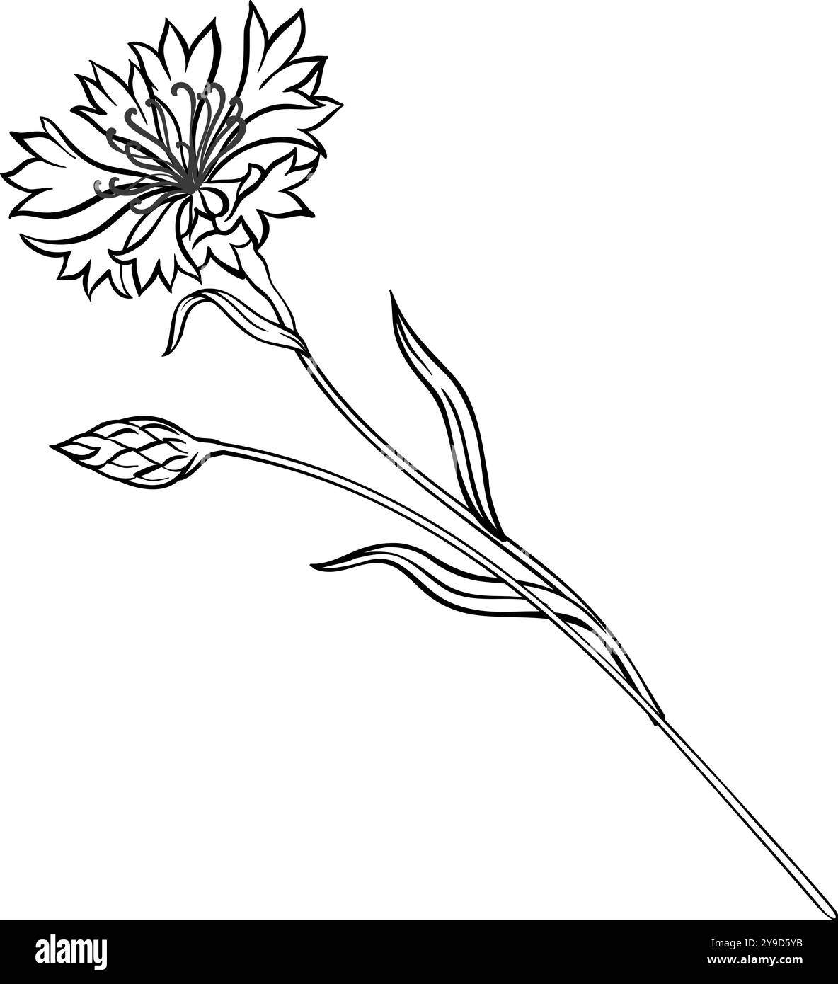 Cornflower Plant Isolated Outline Illustration Stock Vector Image & Art ...