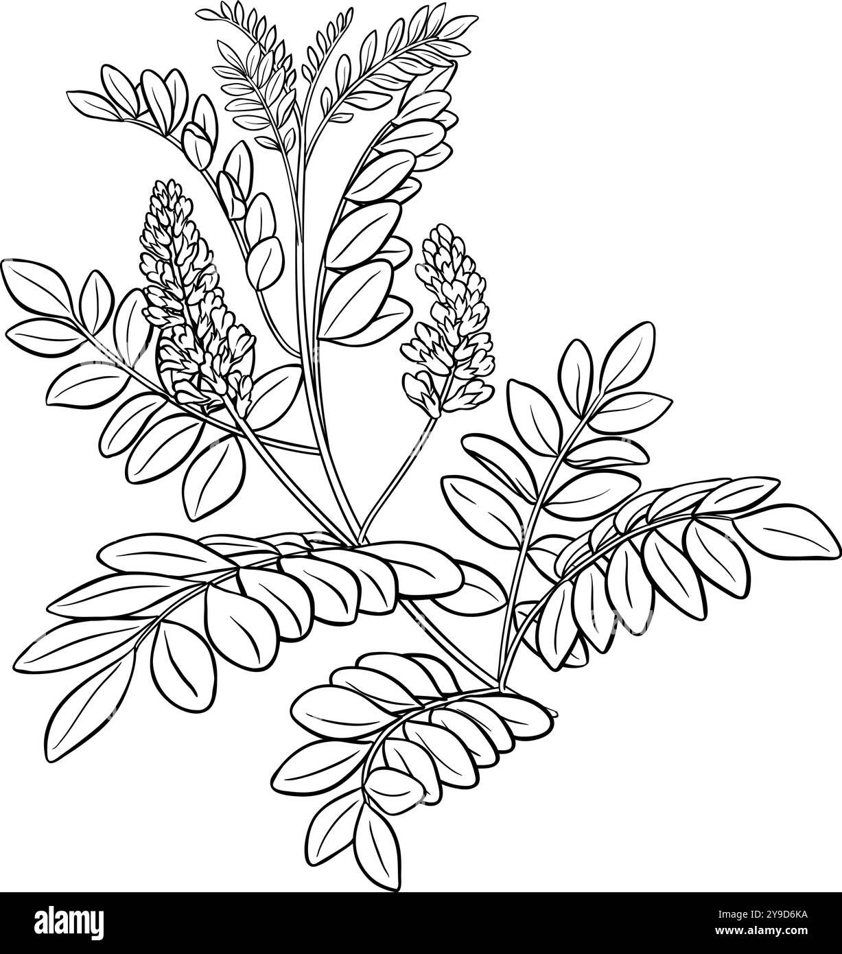Licorice Outline Licorice Black And White Stock Photos & Images