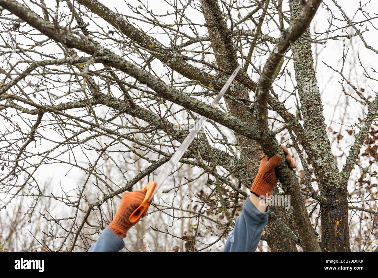Pruning trees in an autumn garden. Close-up of hands with a saw cutting ...