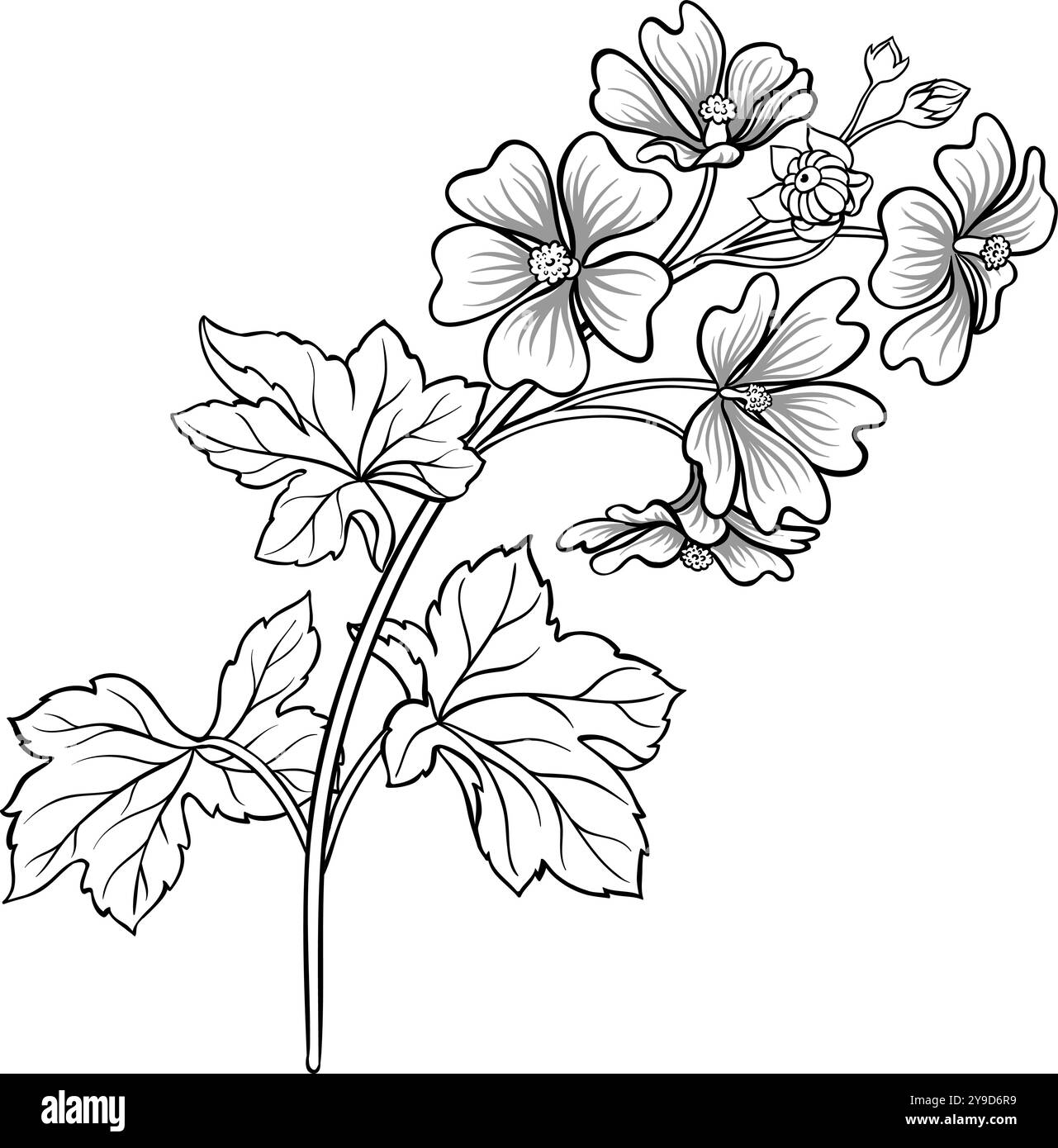 Malva Plant with Flowers Outline Illustration Stock Vector Image & Art ...