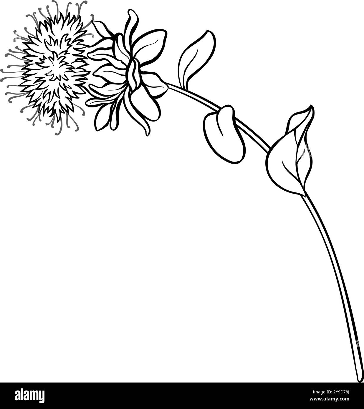 Safflower Plant with Flower Outline Illustration Stock Vector Image ...