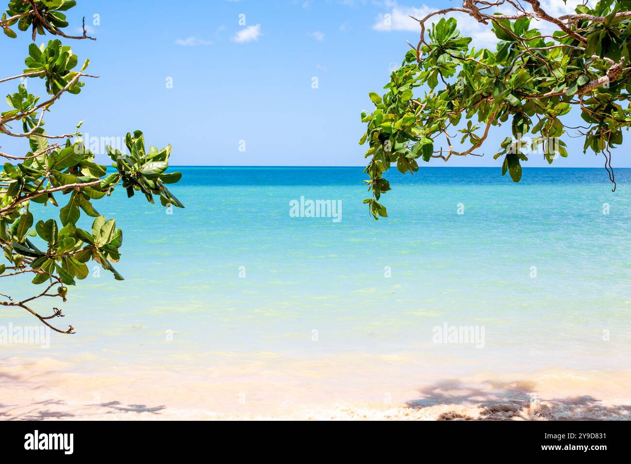 Seascape. Tropical tree branches hang over sea water on sandy beach ...