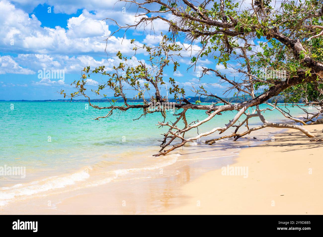 Seascape. Tropical tree branches hang over sea water on sandy beach ...