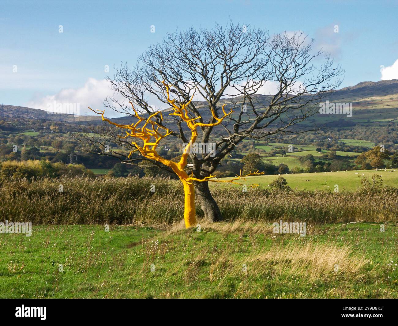 Yellow Tree (2004), by the artist Philippa Lawrence, from her 'Bound ...