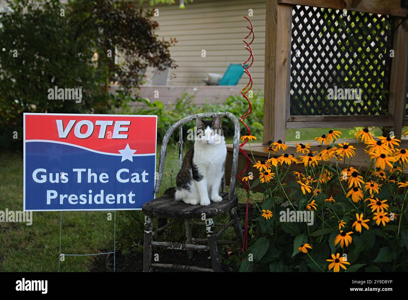 Local Cat Running For President Stock Photo - Alamy