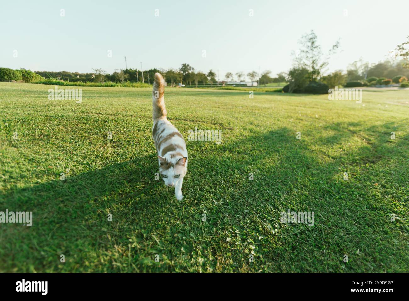 Singha Park (Boon Rawd Farm), Chiang Rai, Thailand Stock Photo - Alamy
