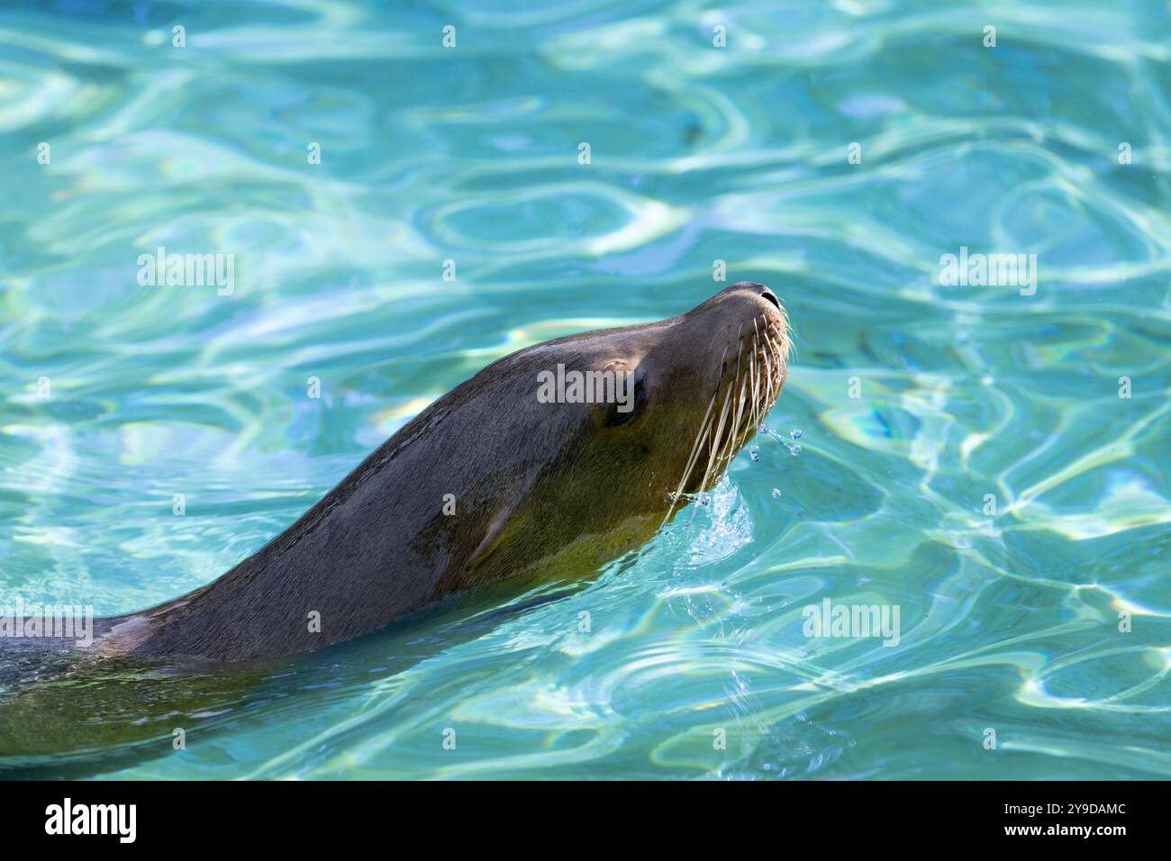 Robbe im wasser hi-res stock photography and images - Alamy