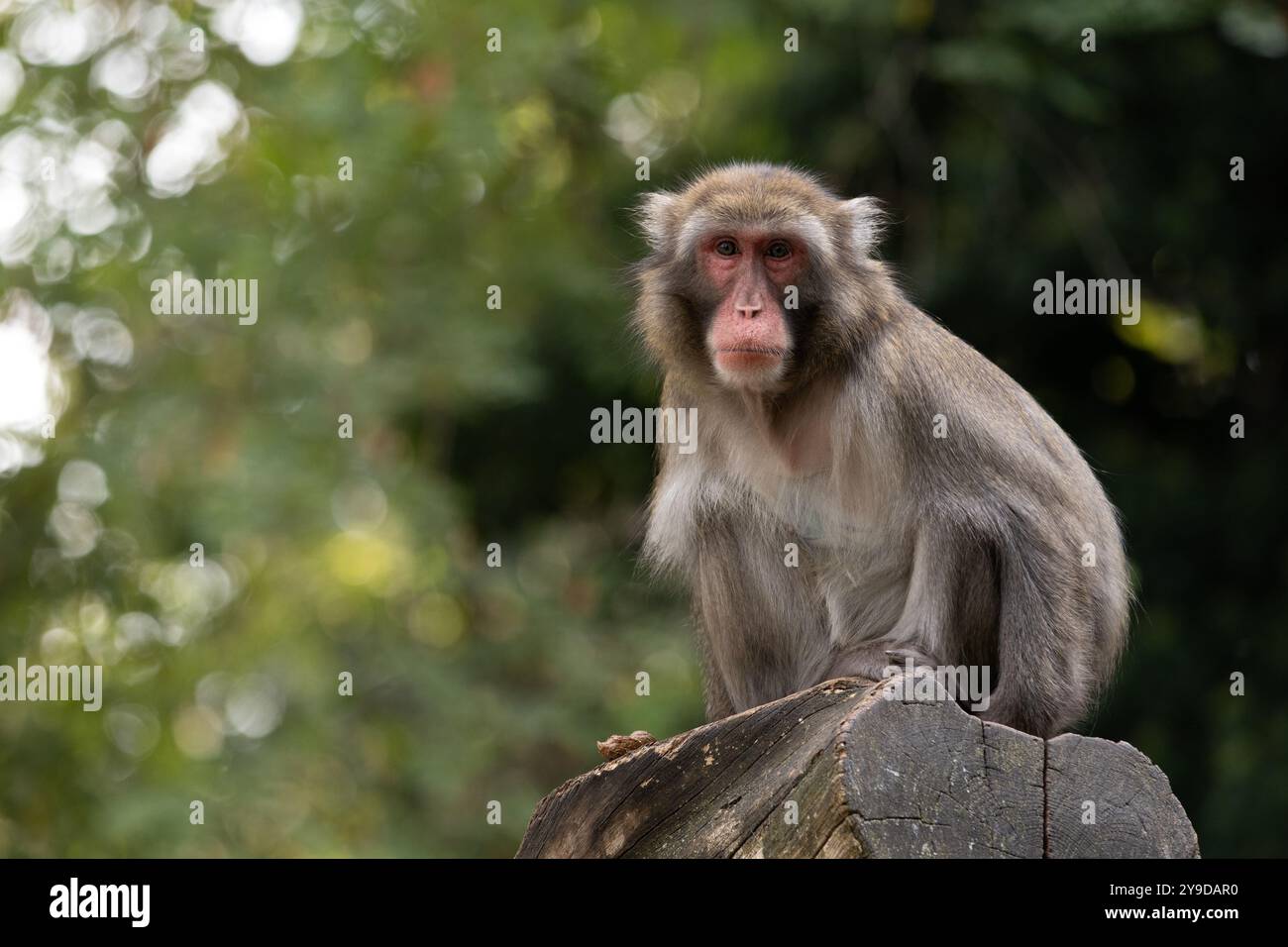 Affe stein hi-res stock photography and images - Alamy