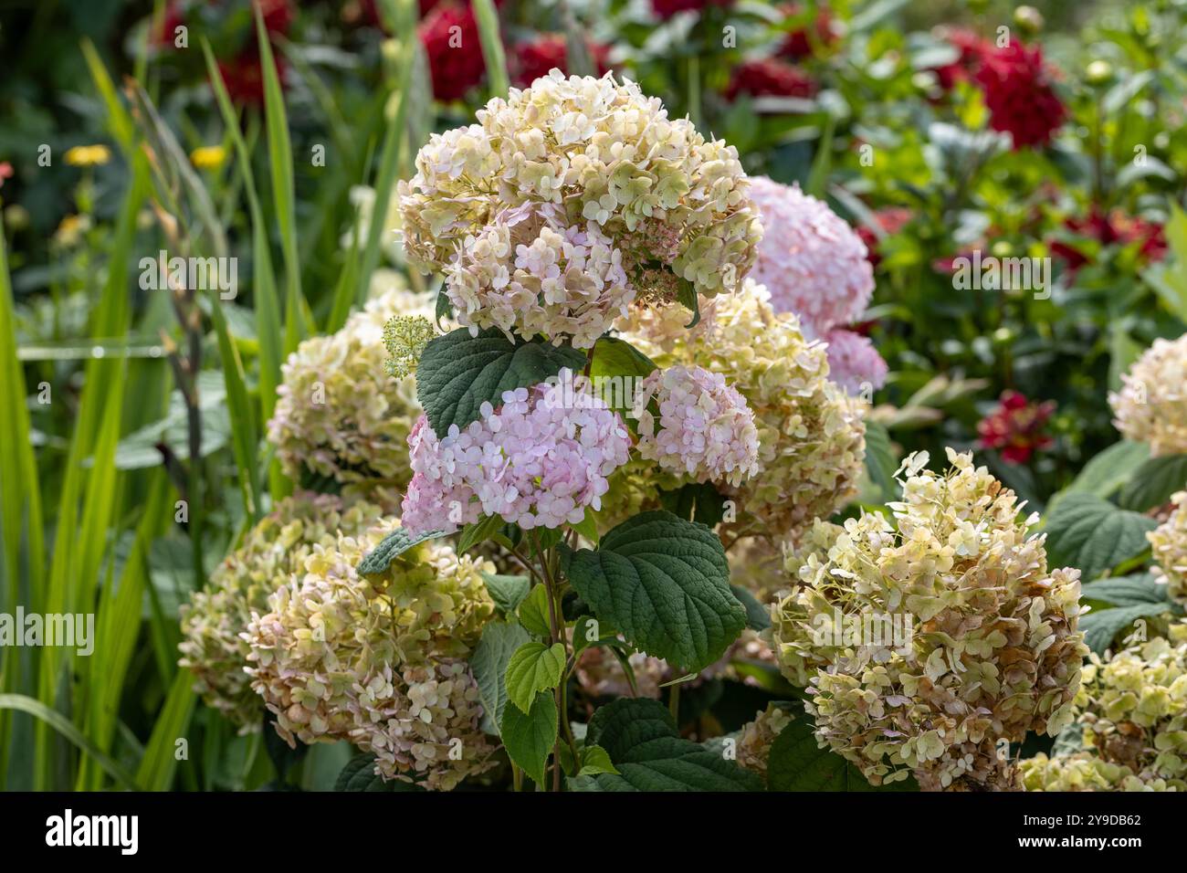 Hydrangea arborescens Candybelle Lollypop (Bubblegum) flowers in garden ...