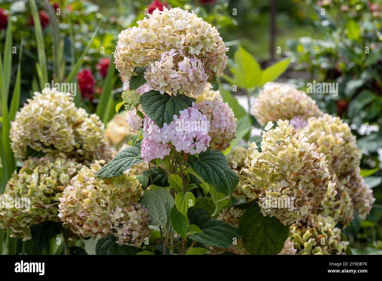 Hydrangea arborescens Candybelle Lollypop (Bubblegum) flowers in garden ...