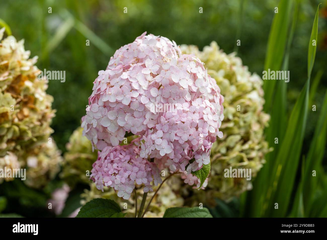 Hydrangea arborescens Candybelle Lollypop (Bubblegum) flowers in garden ...