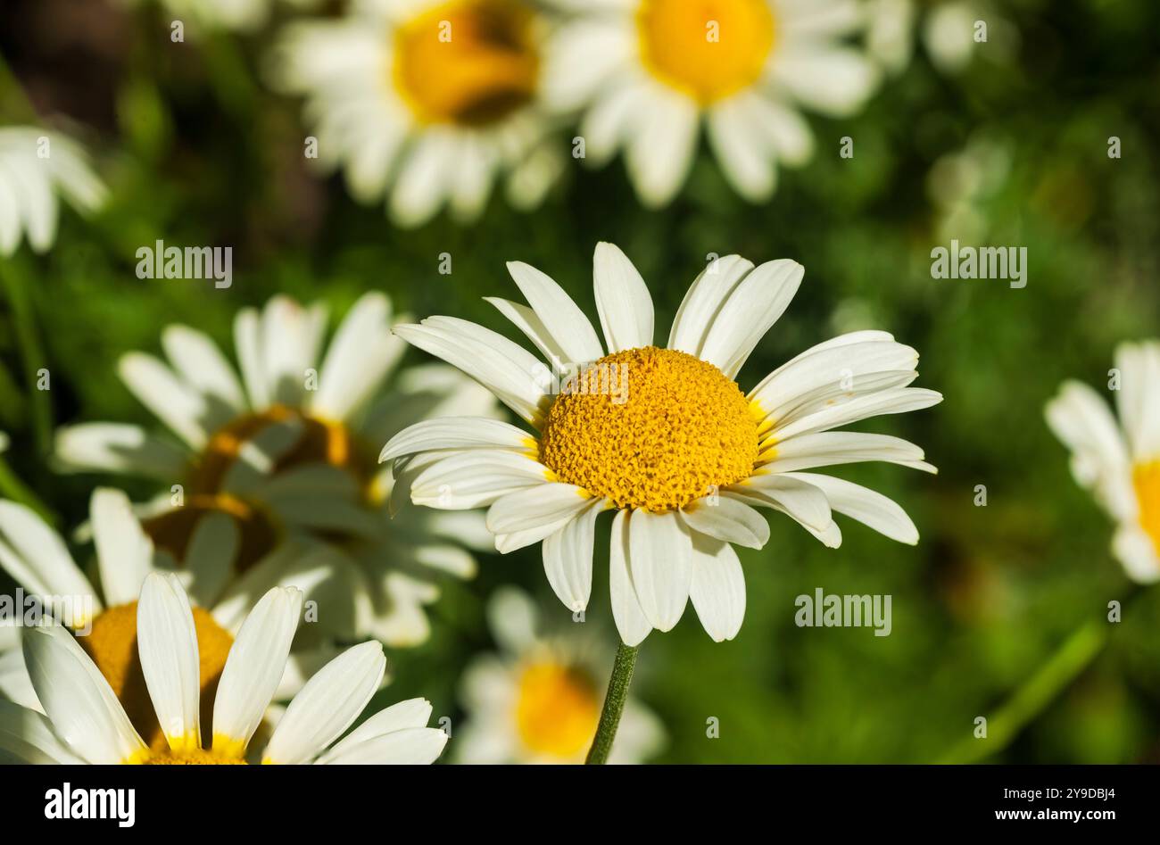 Large white daisy-like tall garden flowers. Shasta Daisies. Large white ...