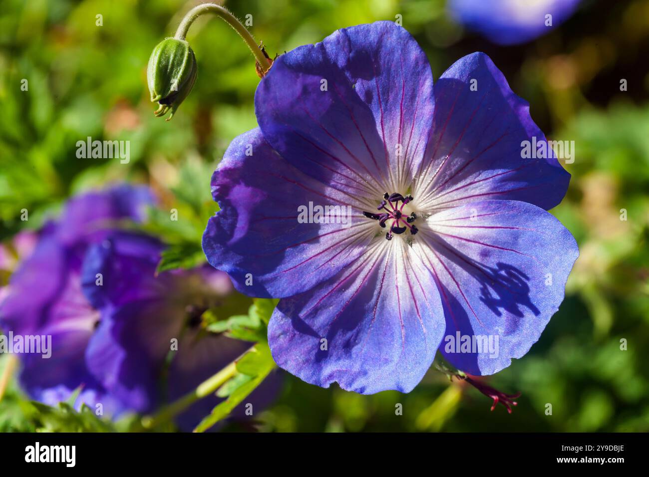 Garden Macro with geranium Rozanne in foreground contrasting with green ...