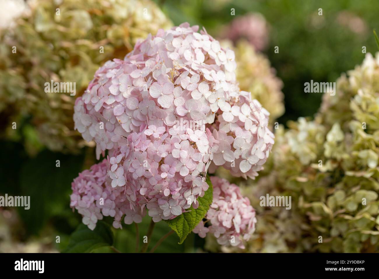 Hydrangea arborescens Candybelle Lollypop (Bubblegum) flowers in garden ...