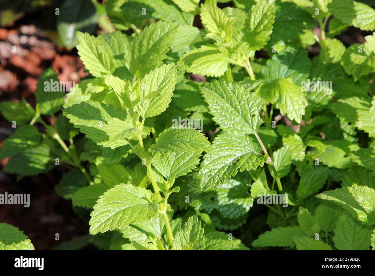 Lemon Balm plant Stock Photo - Alamy