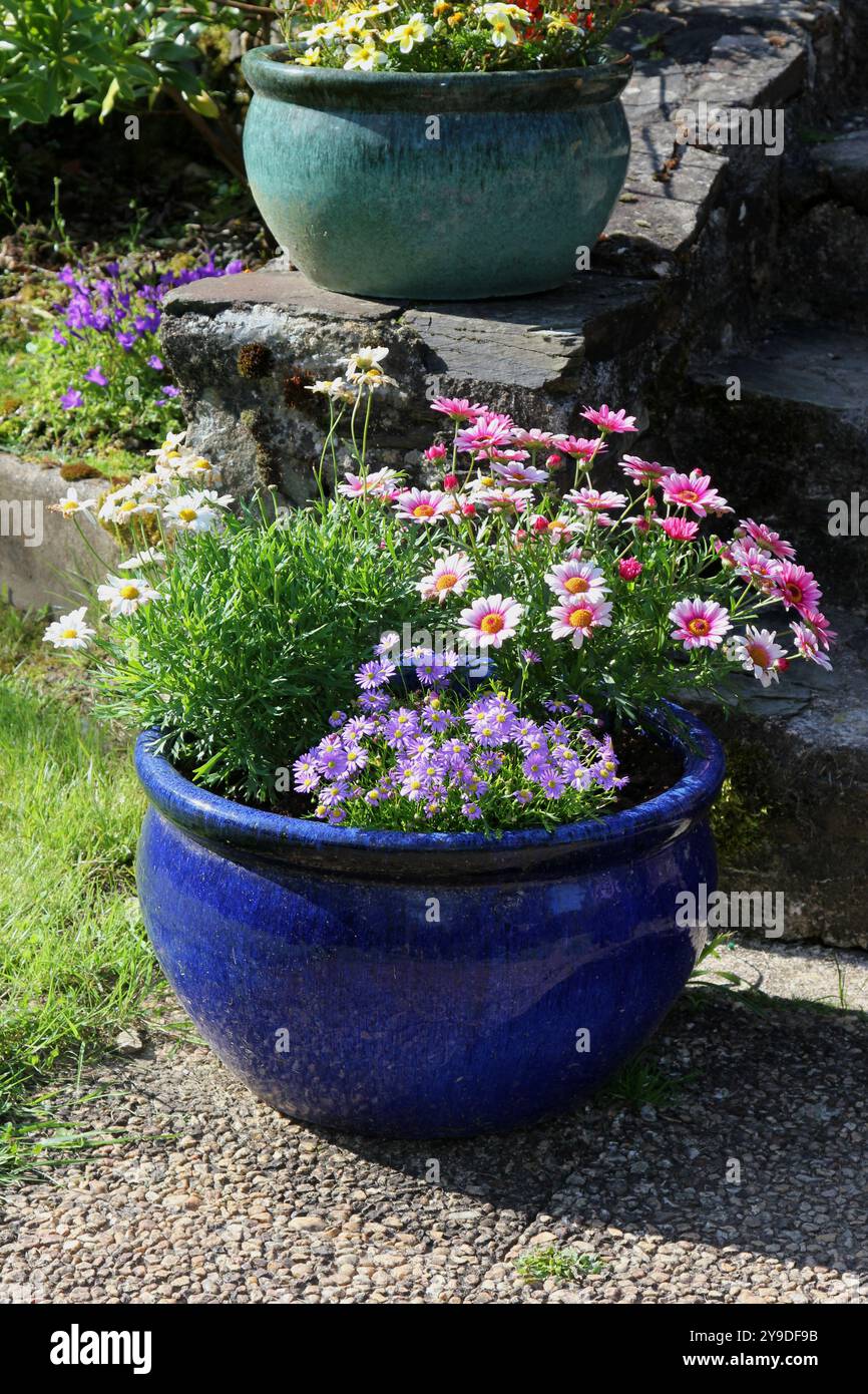 Colourful flowers in pots Stock Photo - Alamy