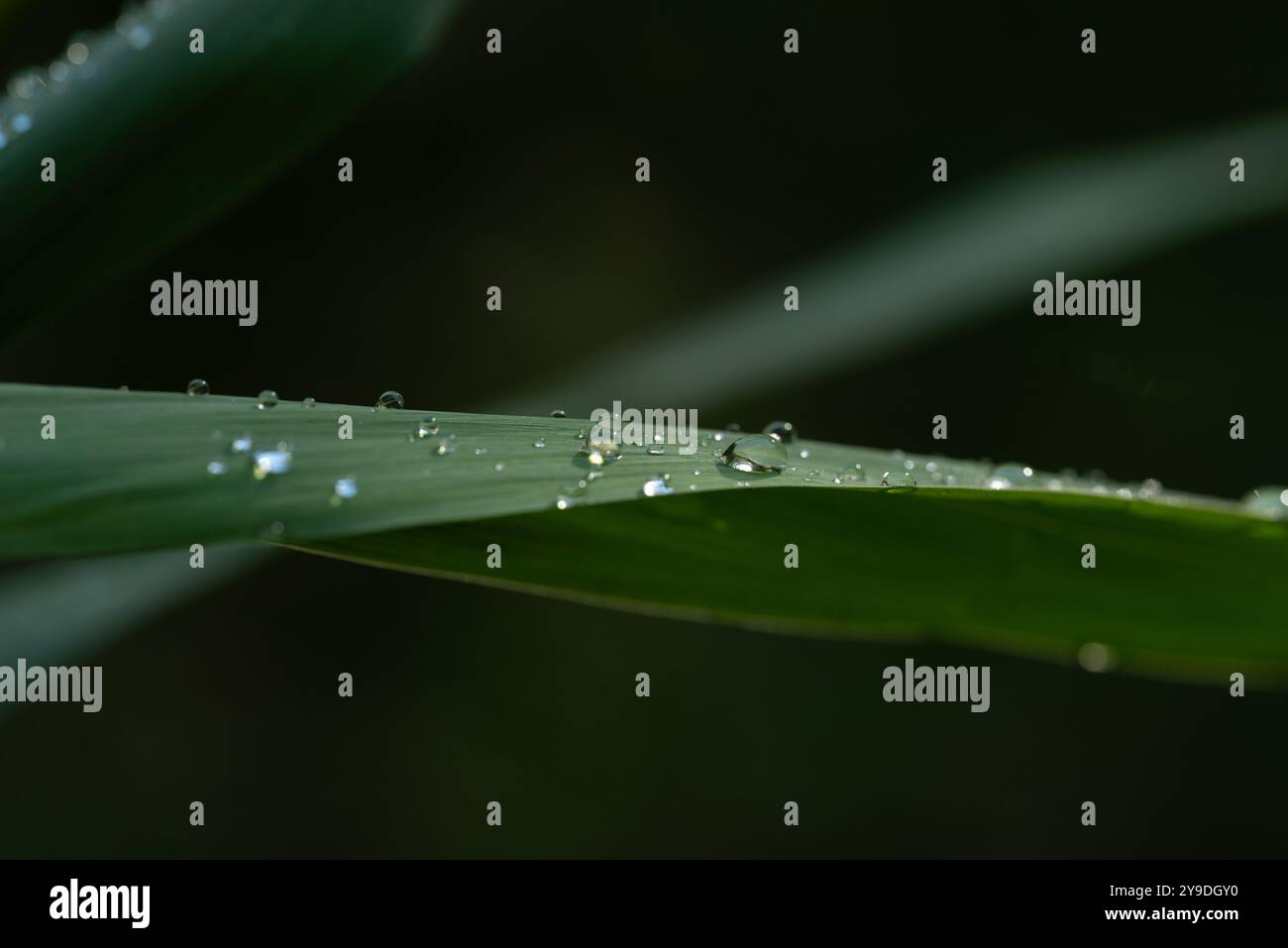 Droplets of water glisten on the surface of a long, green leaf ...