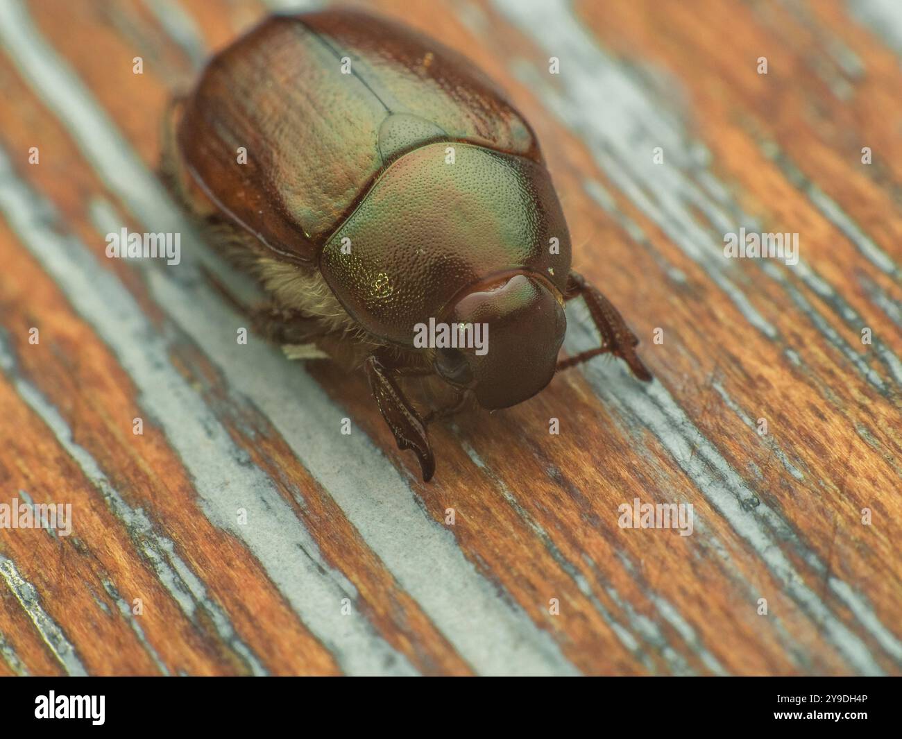 Beetle ecology hi-res stock photography and images - Alamy