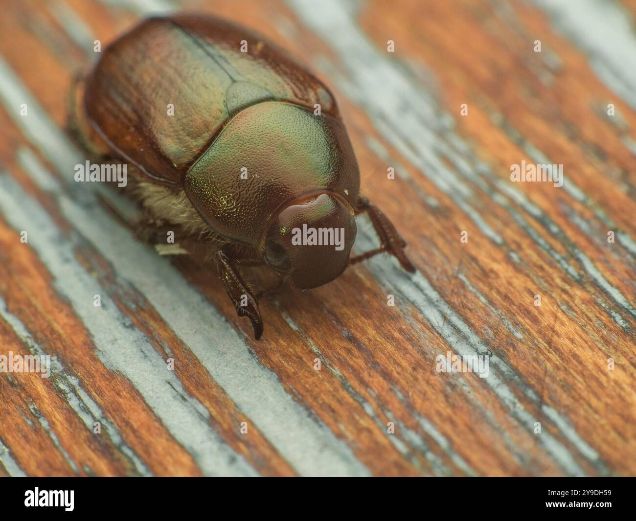 Metallic colours on beetle hi-res stock photography and images - Alamy