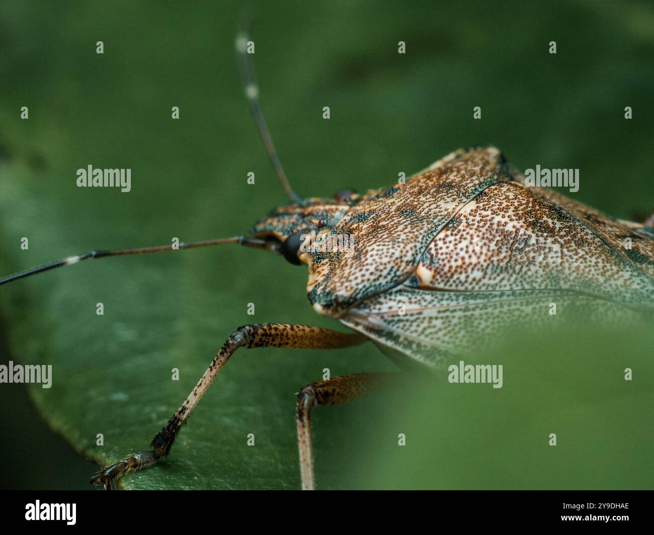 Brown Marmorated Stink Bug (Halyomorpha halys) on a green leaf Stock ...