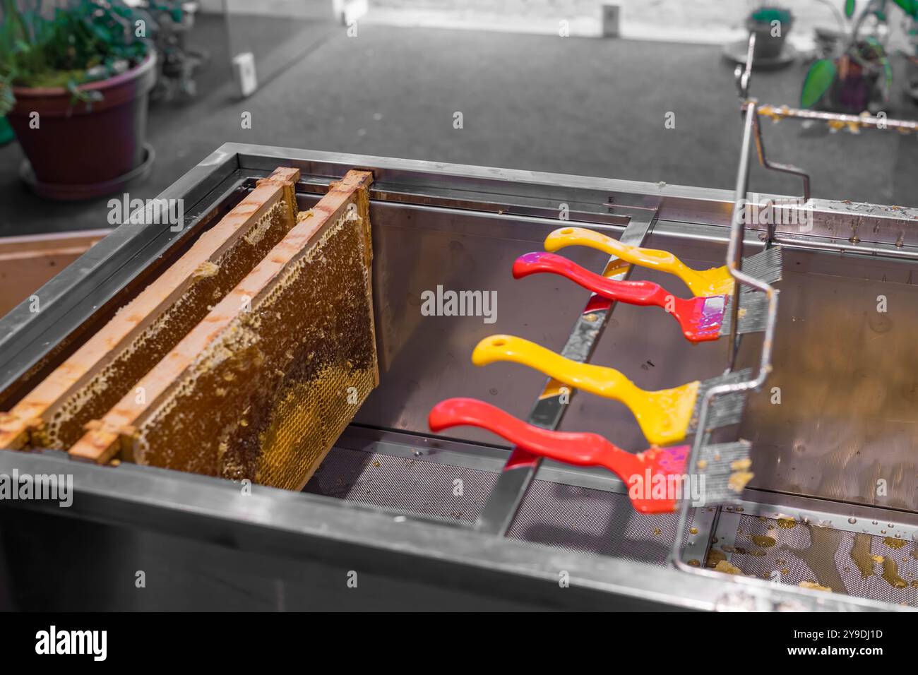 Using beekeeping tools for opening wax cells full of ready product ...