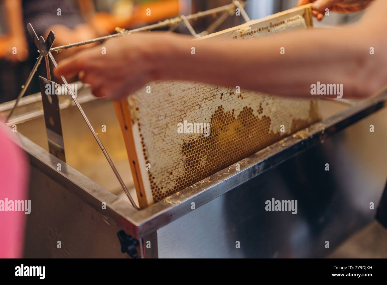 Using beekeeping tools for opening wax cells full of ready product ...