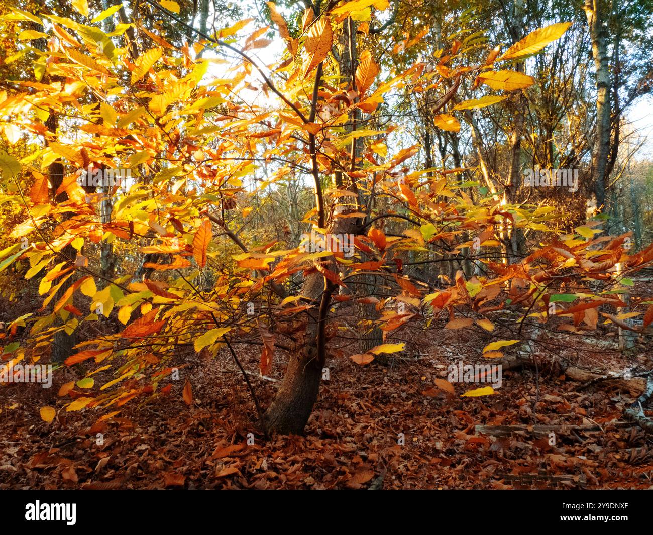 Lound hi-res stock photography and images - Alamy