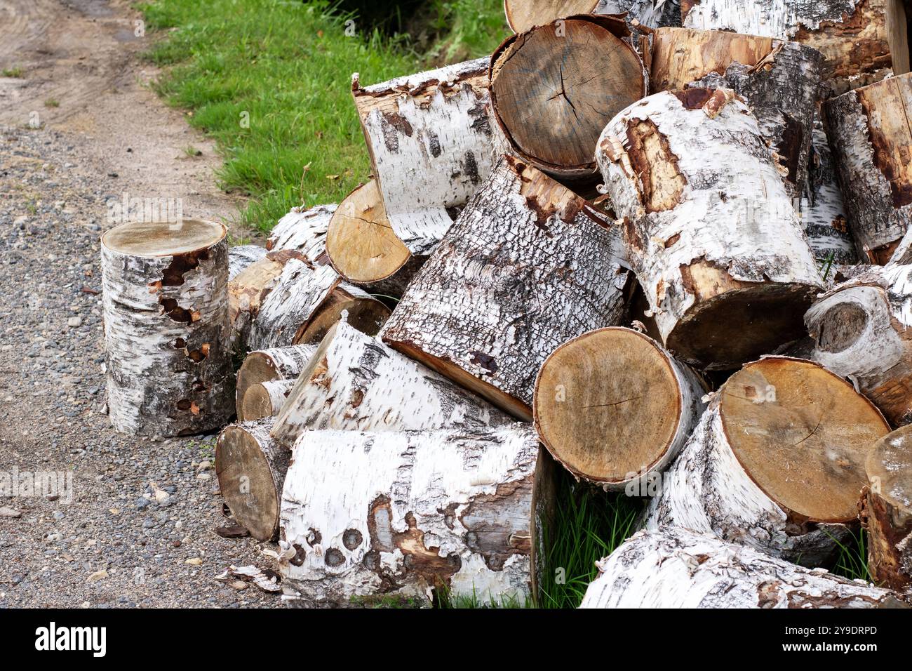 A large and varied pile of logs covered in white spots, showcasing ...