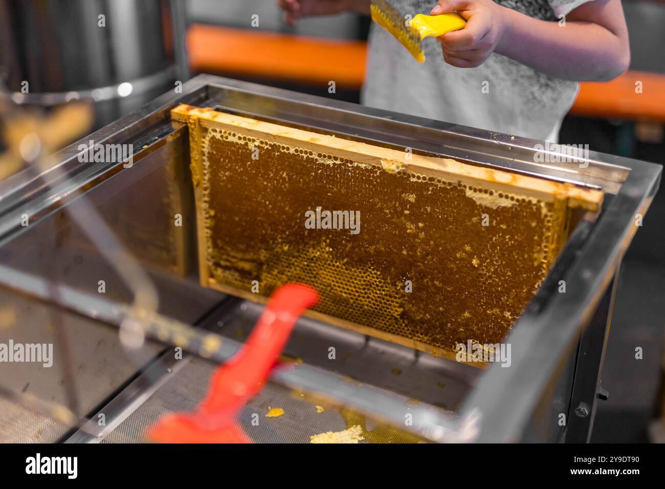 Using beekeeping tools for opening wax cells full of ready product ...