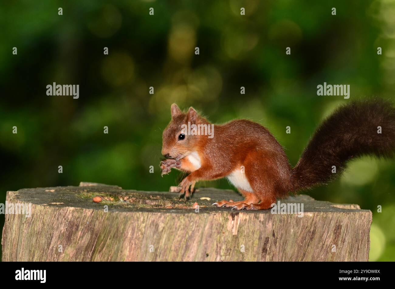Adult red squirrel. Brownsea Island, Dorset, UK Stock Photo - Alamy
