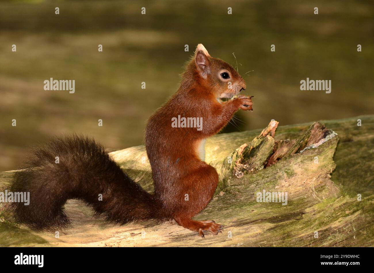 Adult red squirrel. Brownsea Island, Dorset, UK Stock Photo - Alamy