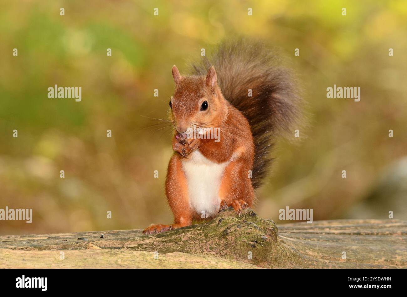 Adult red squirrel. Brownsea Island, Dorset, UK Stock Photo - Alamy