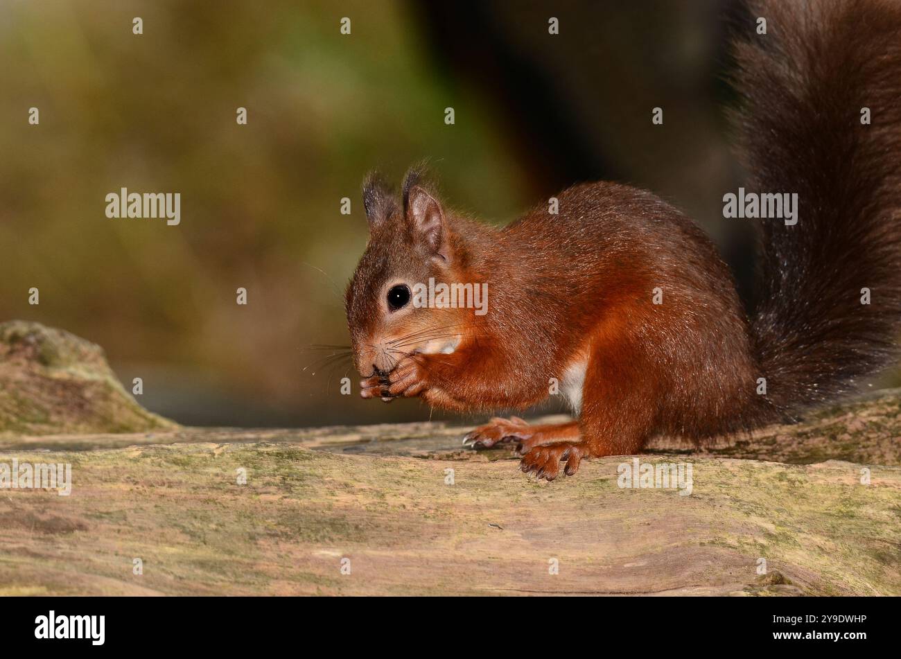 Adult red squirrel. Brownsea Island, Dorset, UK Stock Photo - Alamy