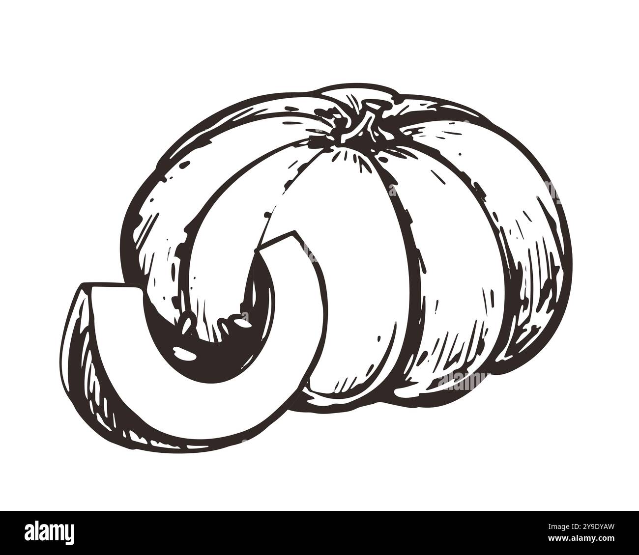 Vector sketch of pumpkin in engraving style. Hand drawn autumn ...