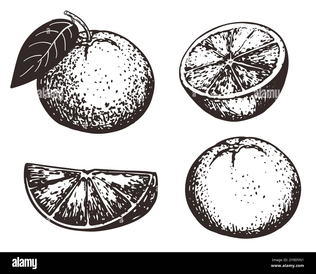 Collection of hand drawn oranges, graphic elements. Vector illustration ...