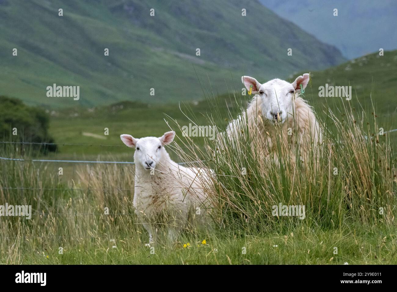 Wild sheep characteristics hi-res stock photography and images - Alamy